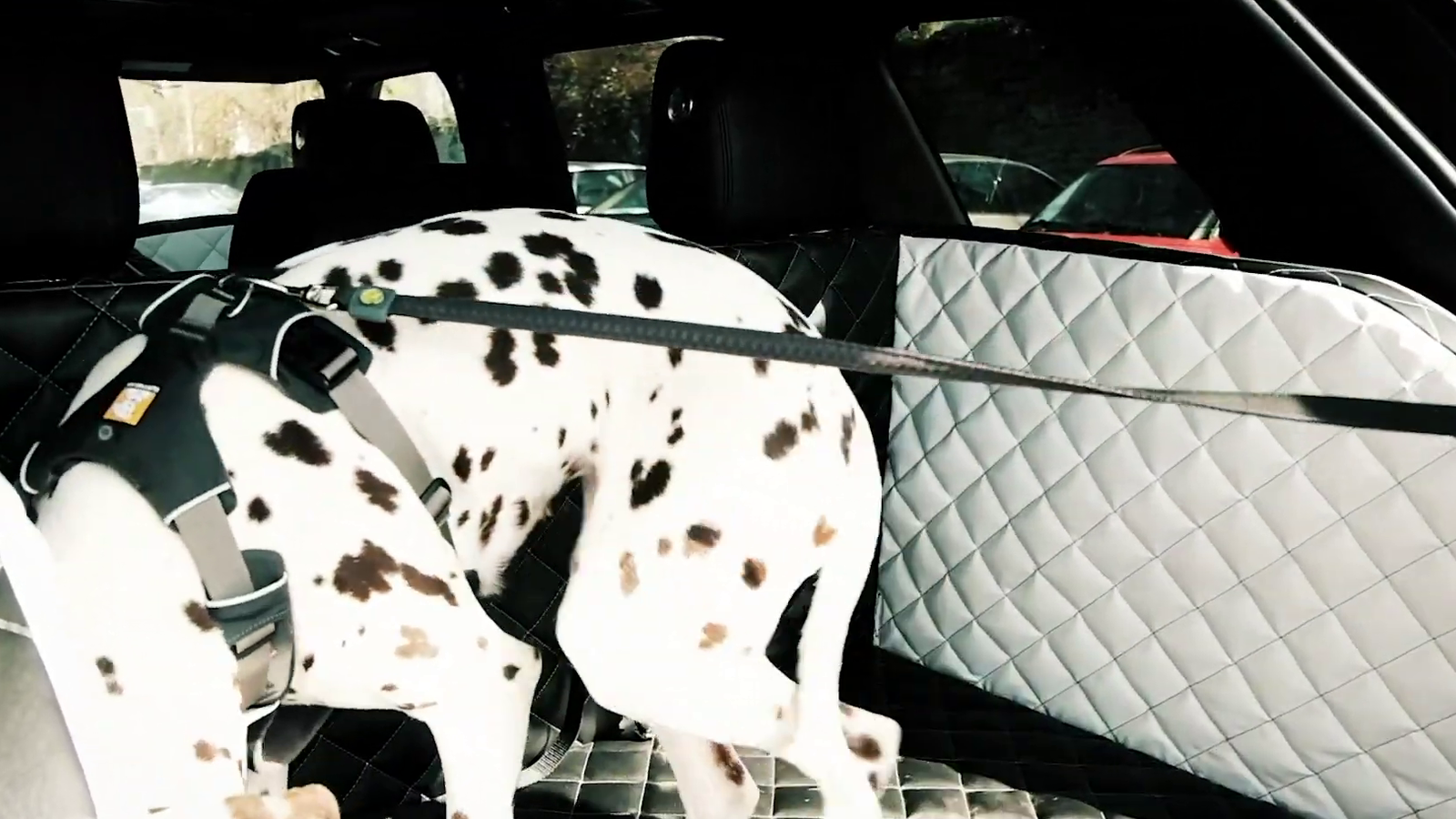 Dogstyler baut Spezialsitze für Hunde - oe24.tv