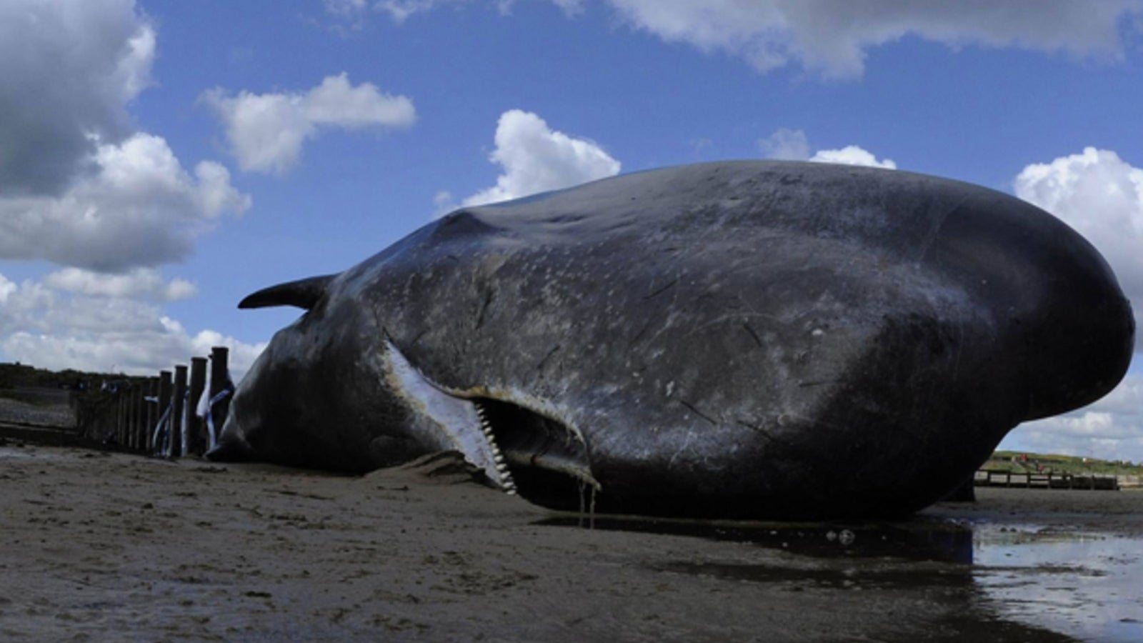 14-Meter-Wal an Land verendet - oe24.at