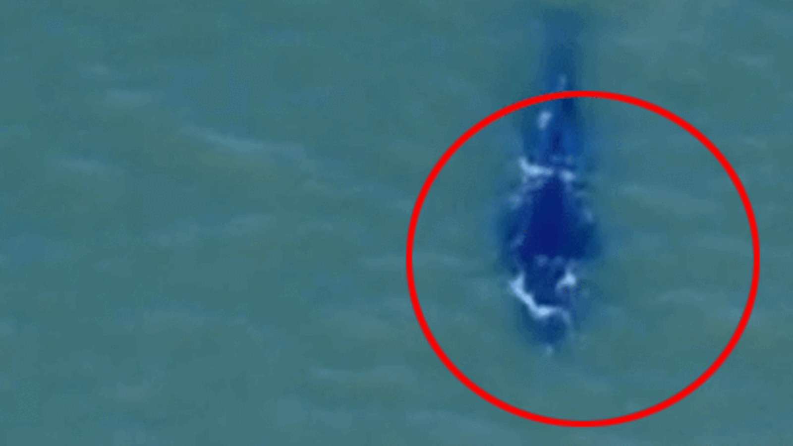 Wal verirrte sich in New Yorker Hafen - oe24.at