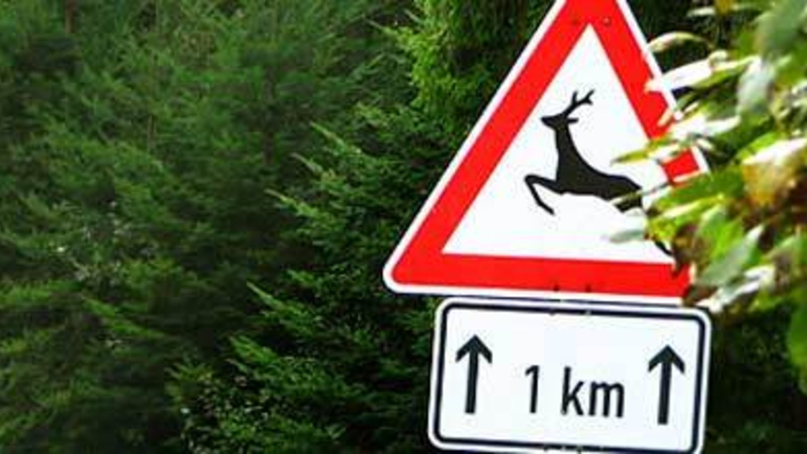 Crash mit Reh: Auto stürzt 100 Meter ab - oe24.at